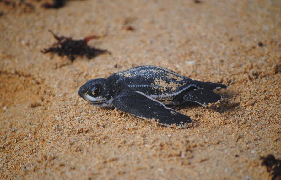 Inicia en República Dominicana la temporada de tortugas tinglar - Promiches