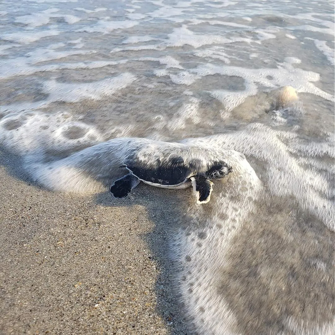 Medio Ambiente lanza en Miches temporada de tortugas tinglar - Promiches